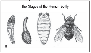 Botfly Infestation | Consultant360